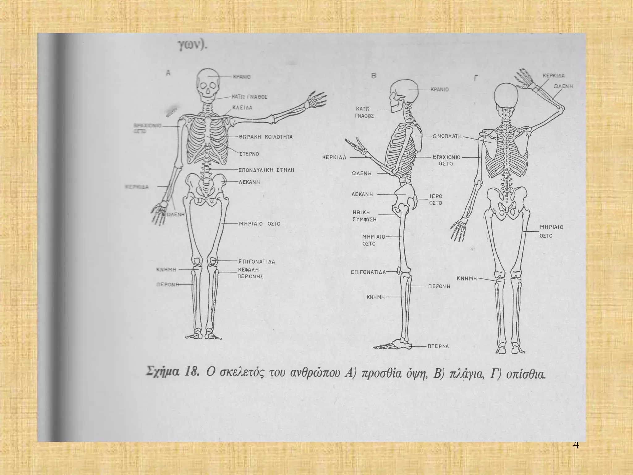 παρουσιαση ερειστικο συστημα οστα-σπονδυλικη στηλη | PPT