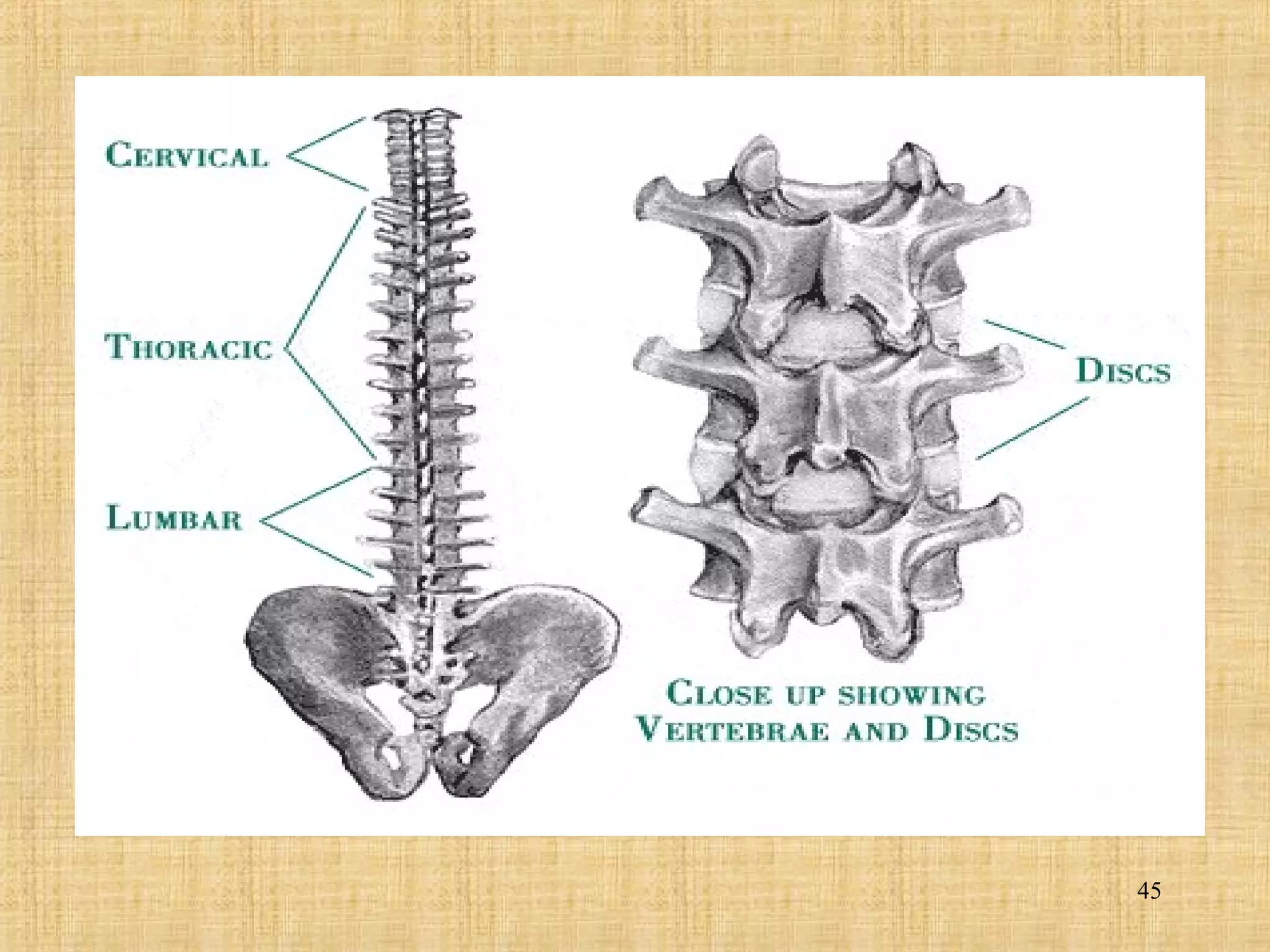 παρουσιαση ερειστικο συστημα οστα-σπονδυλικη στηλη | PPT