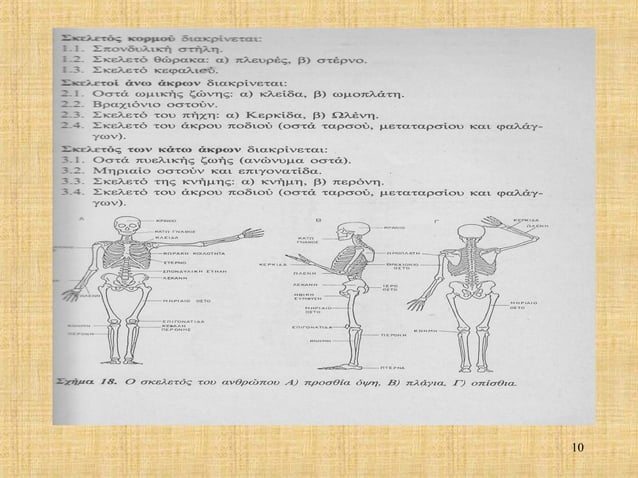 παρουσιαση ερειστικο συστημα οστα-σπονδυλικη στηλη | PPT