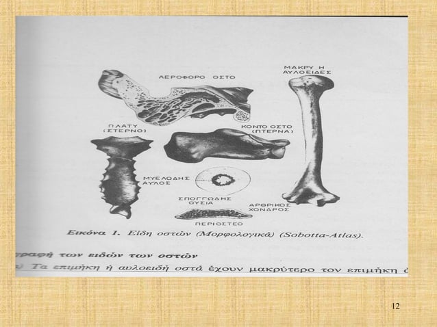 παρουσιαση ερειστικο συστημα οστα-σπονδυλικη στηλη | PPT