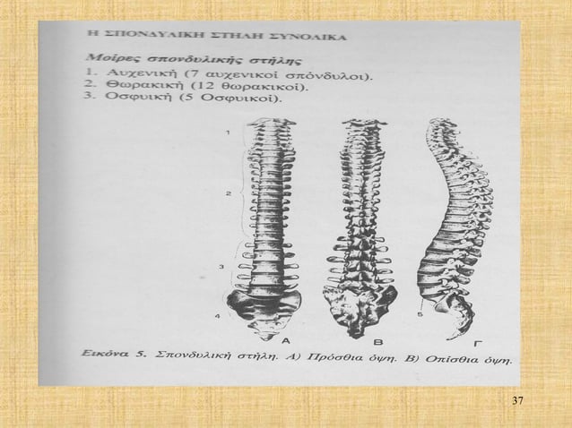 παρουσιαση ερειστικο συστημα οστα-σπονδυλικη στηλη | PPT