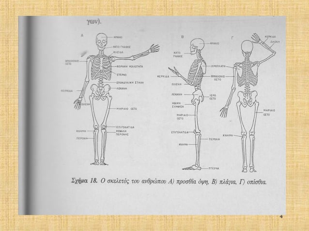 παρουσιαση ερειστικο συστημα οστα-σπονδυλικη στηλη | PPT