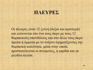 παρουσιαση ερειστικο συστημα οστα-σπονδυλικη στηλη | PPT