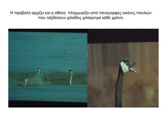 το ταξίδι των πουλιών | PPT