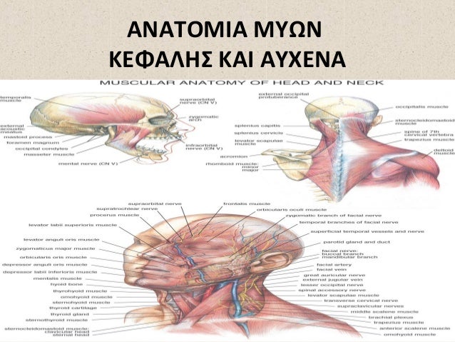Μυϊκό σύστημα