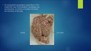 βιολογια α΄ λυκειου | PPT