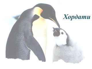 хордати амфиоксус | PPTX