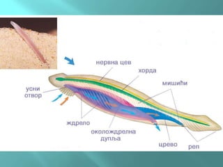 хордати амфиоксус | PPTX