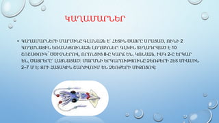 կաղամարներ և ութոտնուկներ | PPTX