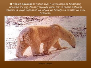 ΑΡΚΟΥΔΑ | PPT