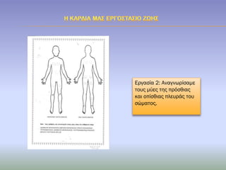 η καρδια μας εργοστασιο ζωης | PPT