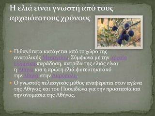 ελια το ιερο δεντρο | PPT