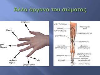 το ανθρώπινο σώμα | PPT