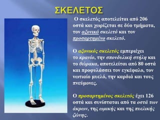 το ανθρώπινο σώμα | PPT