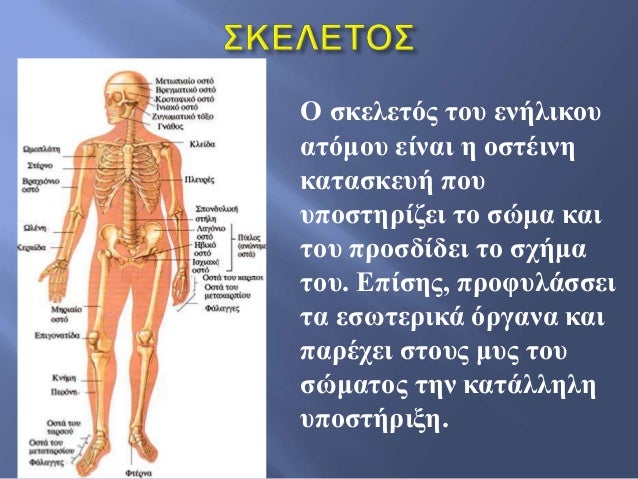 το ανθρώπινο σώμα