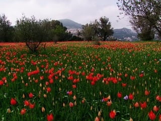 ανοιξη | PPT