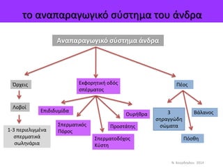 αναπαραγωγικό άντρα | PPTX