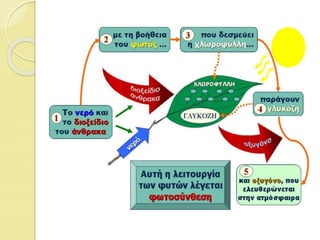 Τα μέρη του φυτού | PPTX