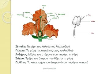 Τα μέρη του φυτού | PPTX