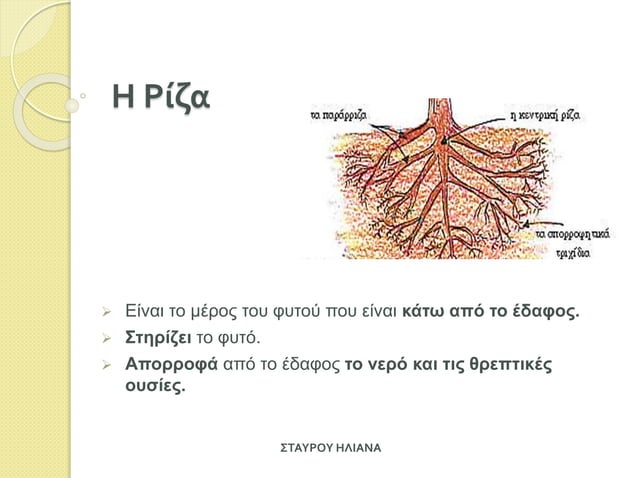 Τα μέρη του φυτού | PPTX