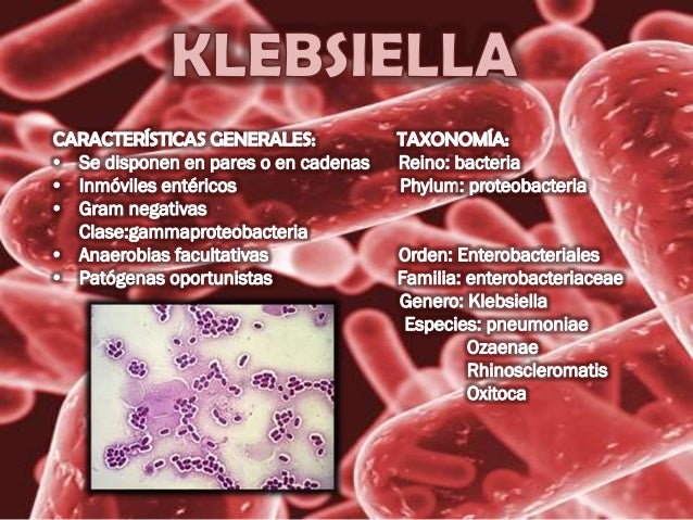 .Klebsiella