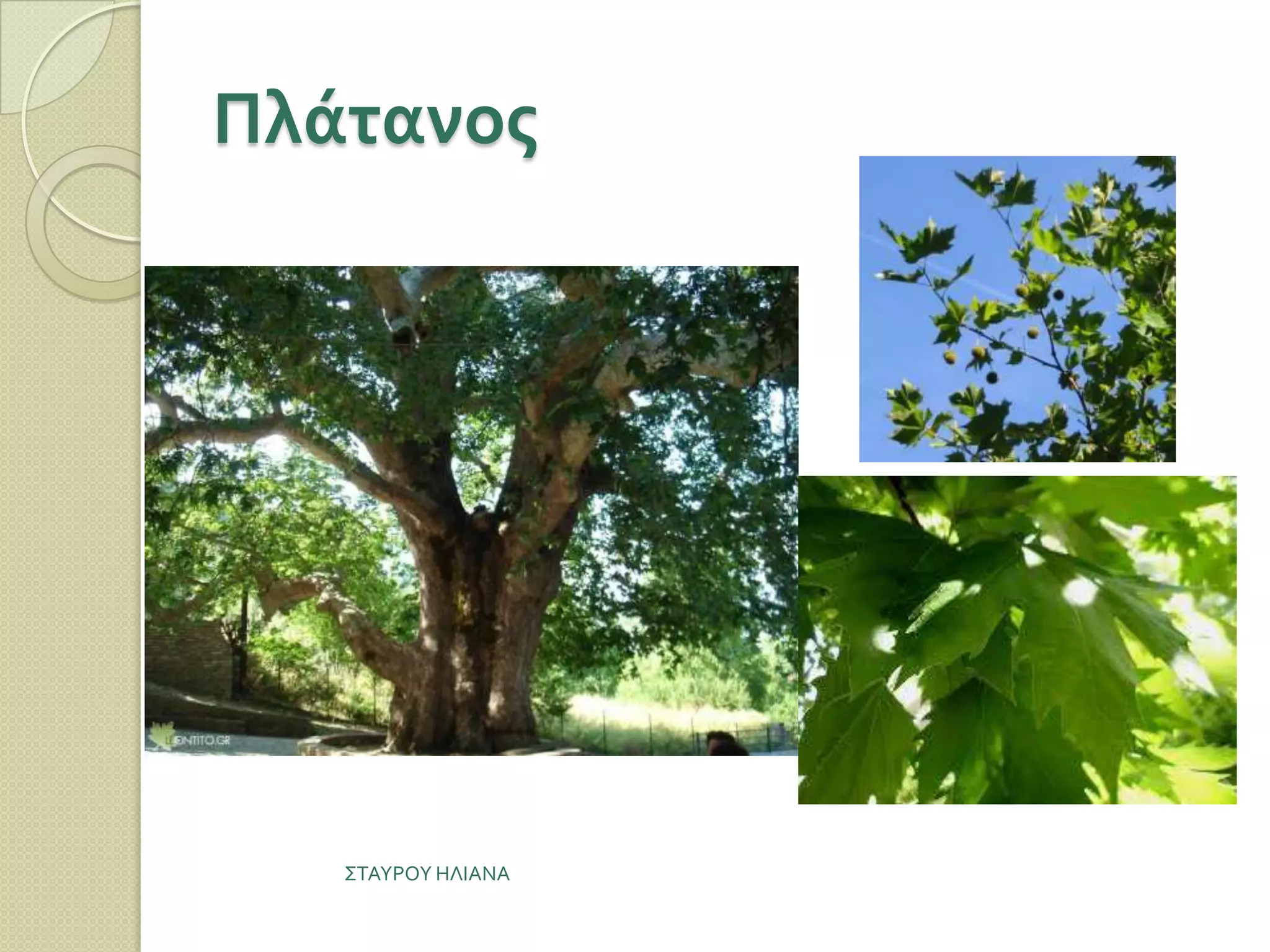 Φυτολόγιο 3: Δέντρα | PPTX