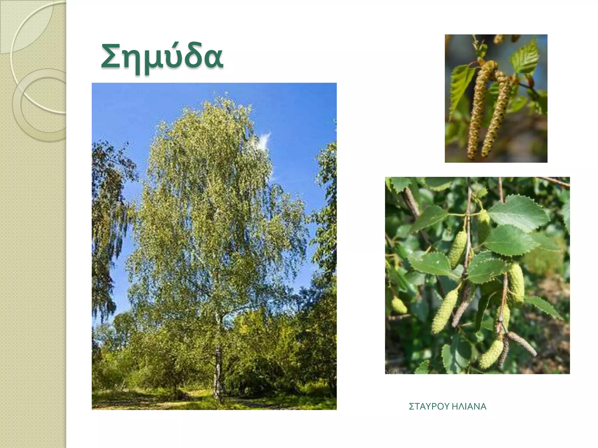 Φυτολόγιο 3: Δέντρα | PPTX