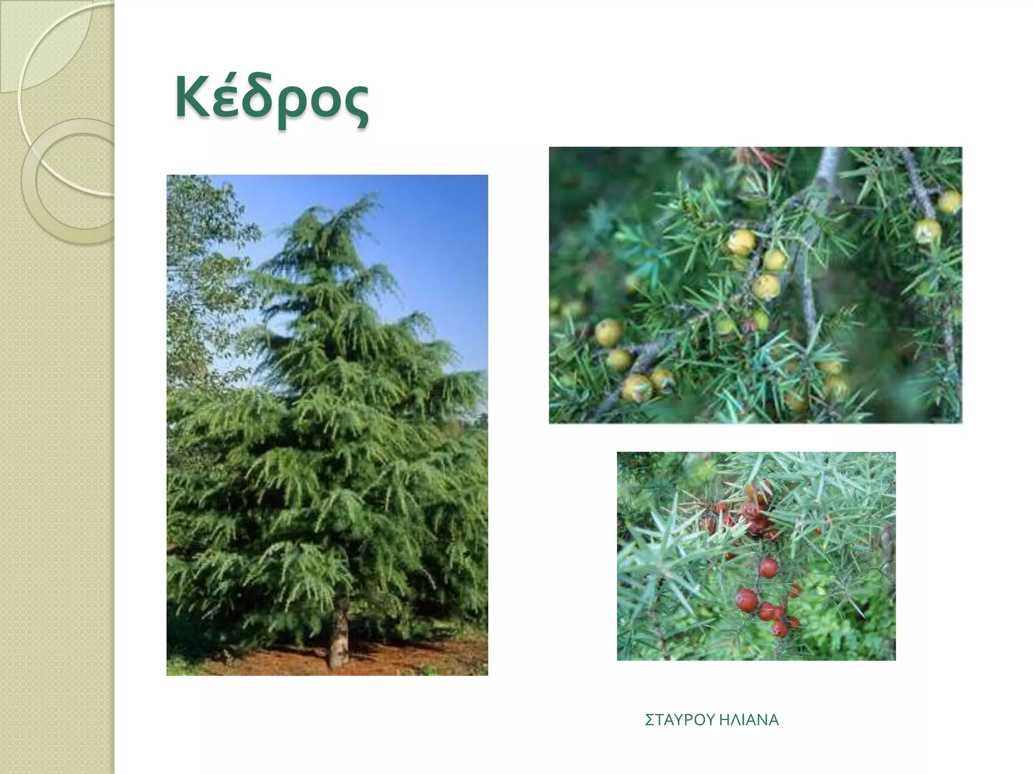 Φυτολόγιο 3: Δέντρα | PPTX