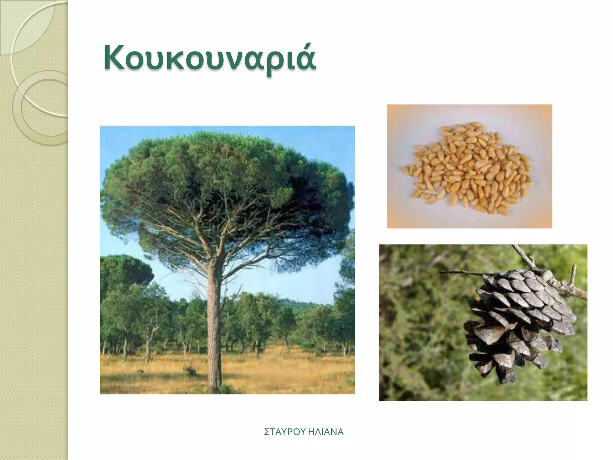 Φυτολόγιο 3: Δέντρα | PPTX