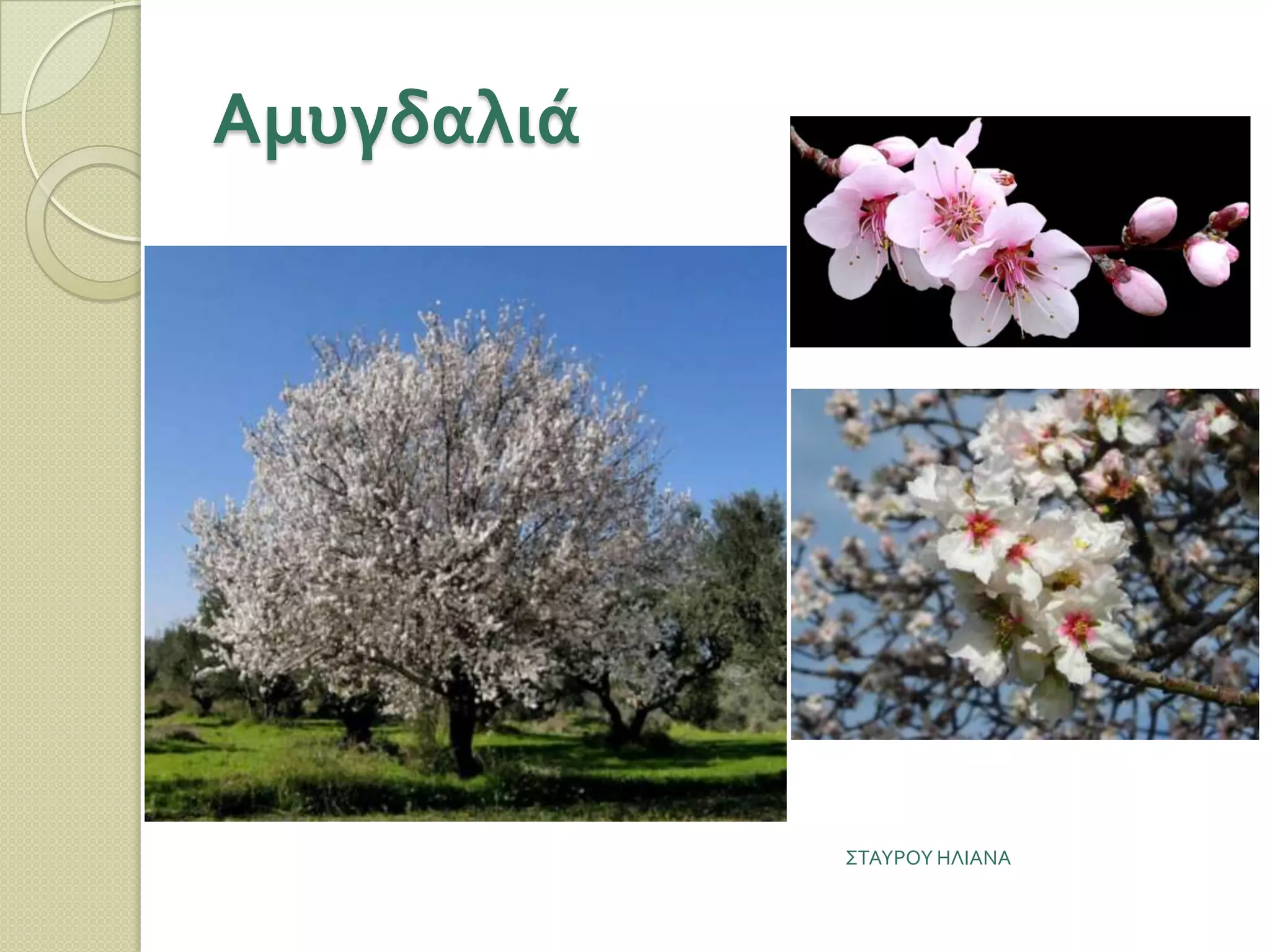 Φυτολόγιο 3: Δέντρα | PPTX