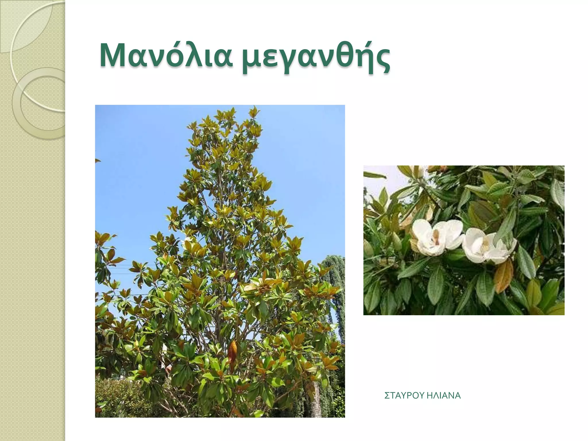 Φυτολόγιο 3: Δέντρα | PPTX