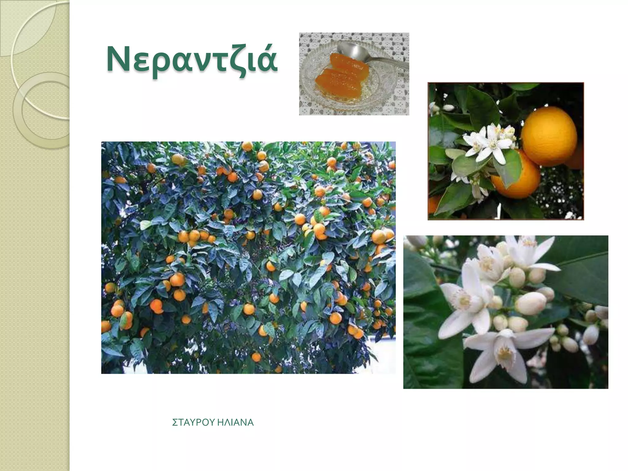 Φυτολόγιο 3: Δέντρα | PPTX