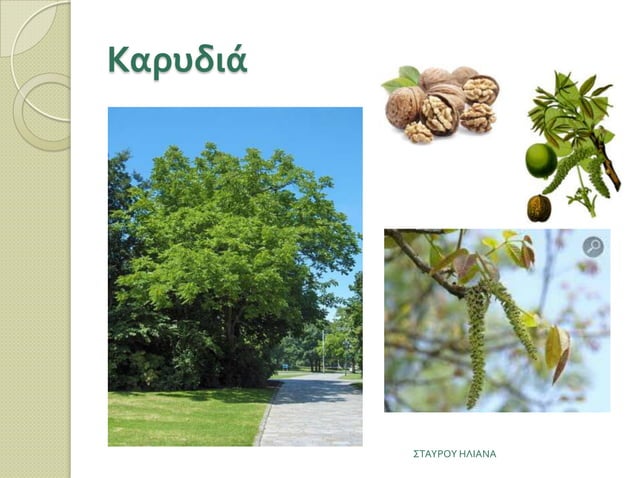 Φυτολόγιο 3: Δέντρα | PPTX