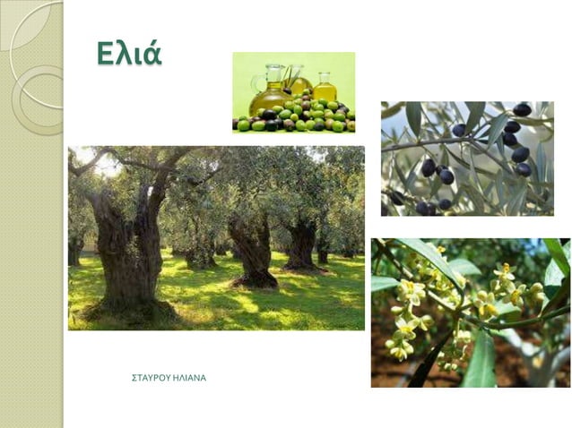 Φυτολόγιο 3: Δέντρα | PPTX