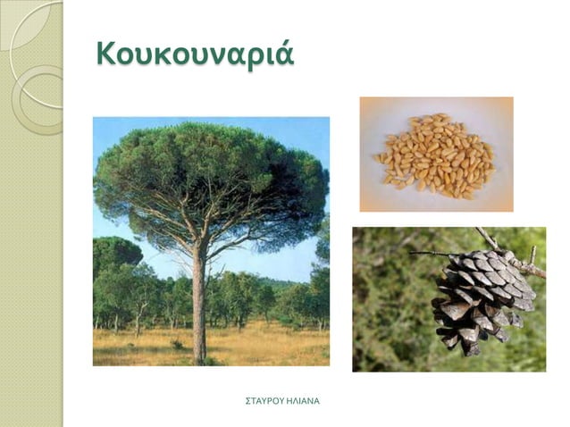 Φυτολόγιο 3: Δέντρα | PPTX
