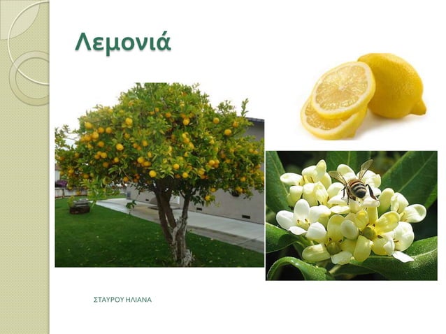 Φυτολόγιο 3: Δέντρα | PPTX