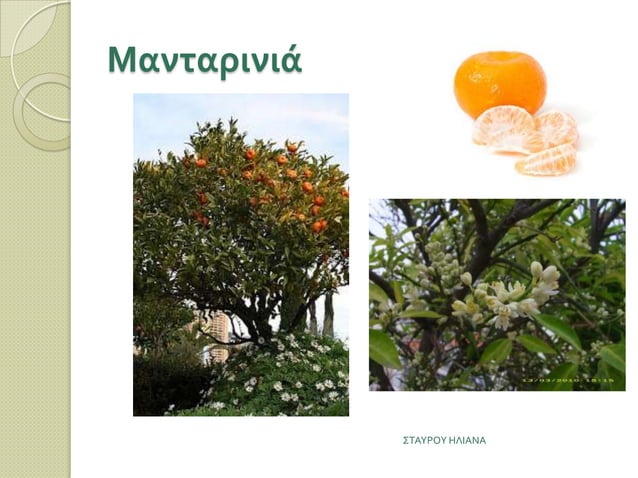 Φυτολόγιο 3: Δέντρα | PPTX