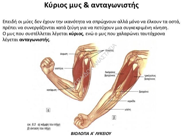 ΒΙΟΛΟΓΙΑ Α' ΛΥΚΕΙΟΥ Κεφ.8o: Μυικό σύστημα