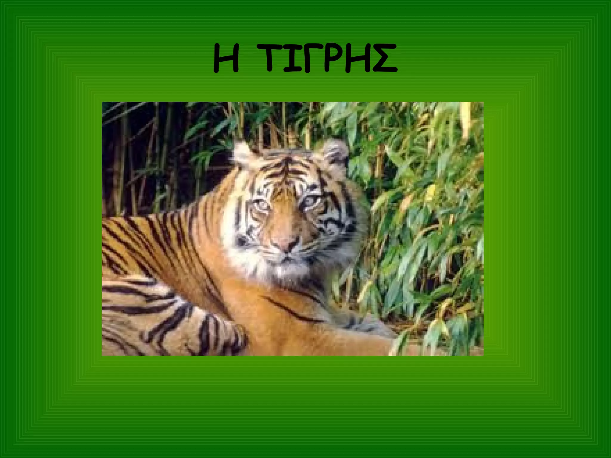 τα ζωα του δασους | PPT