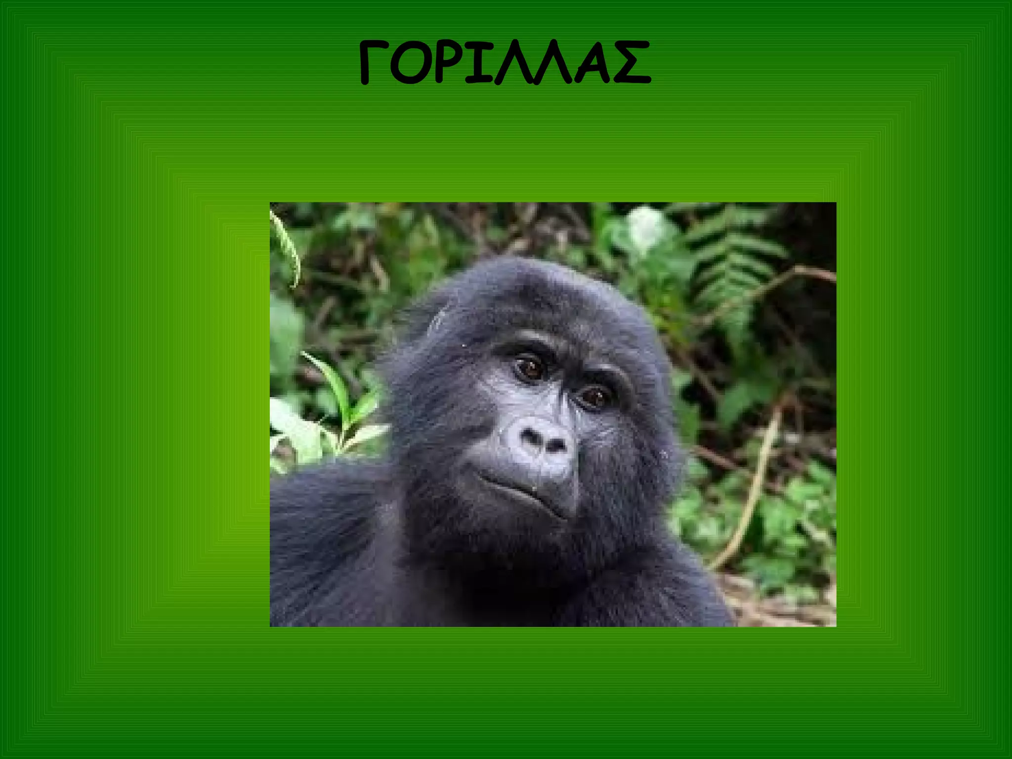 τα ζωα του δασους | PPT