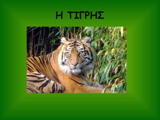 τα ζωα του δασους | PPT