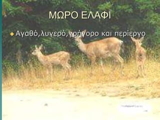 ζωα της ζουγκλας | PPT