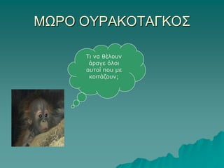 ζωα της ζουγκλας | PPT