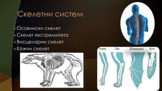 Sisari | PPT