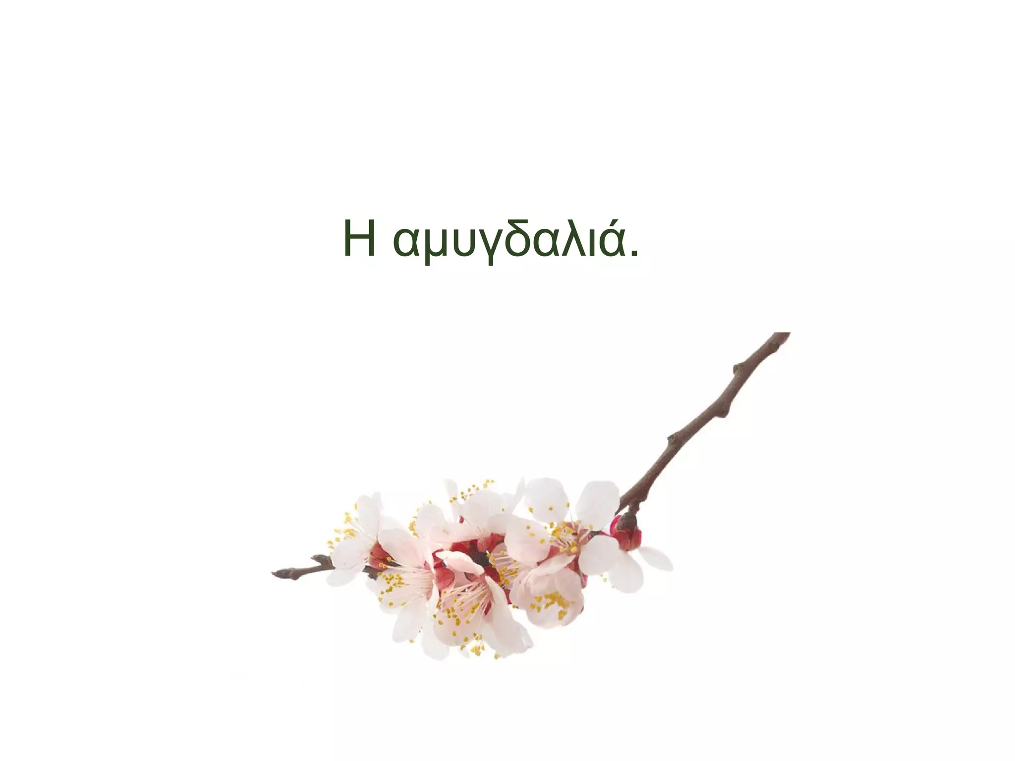 η αμυγδαλιά | PPT