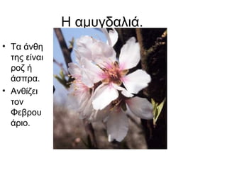η αμυγδαλιά | PPT