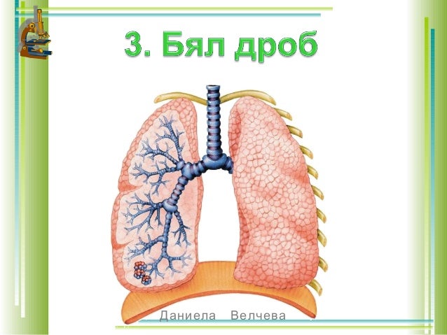 дихателна система