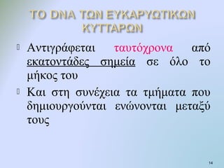 αντιγραφη εκφραση και ρυθμιση της γενετικης | PPT