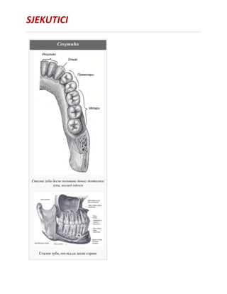 SJEKUTICI | PDF