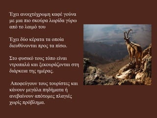 αγριοκάτσικο | PPT
